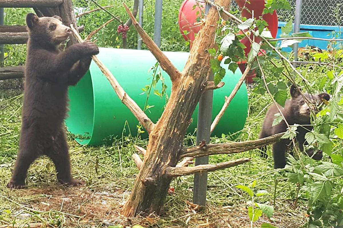 VIDEO: Cute bear cubs playing in pool | Victoria News