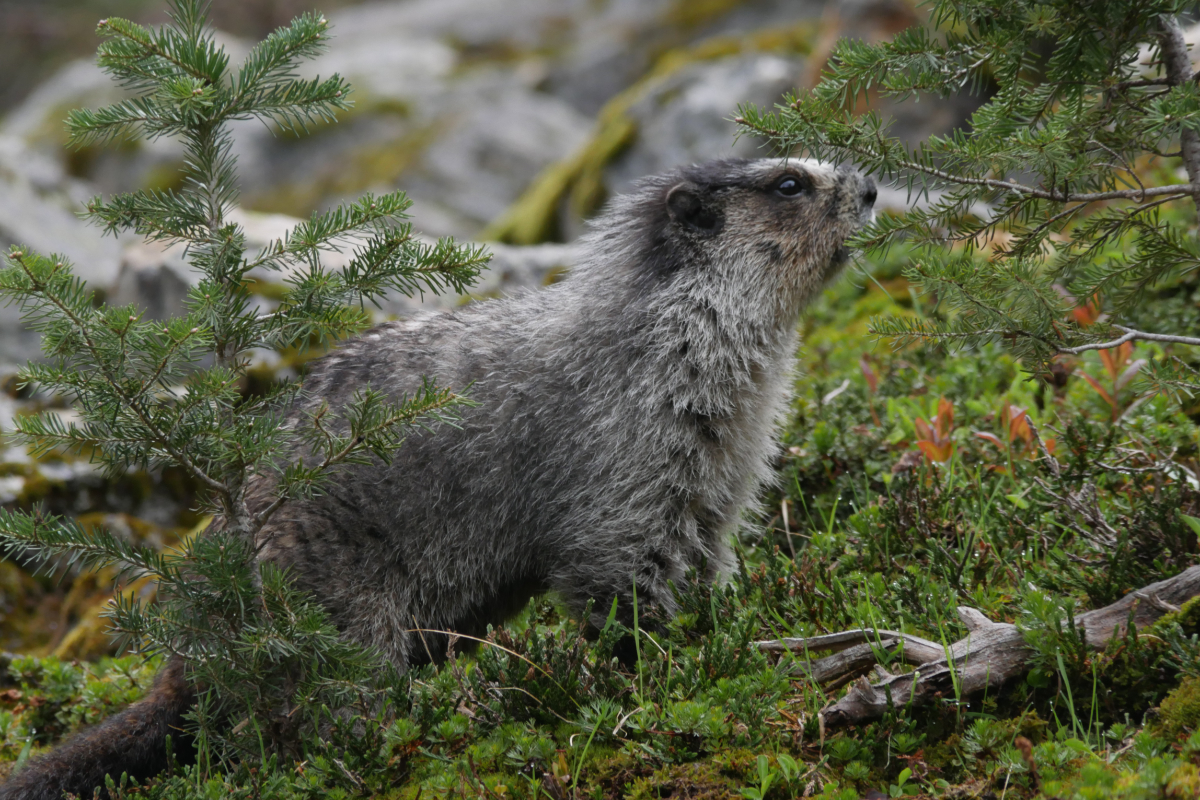 Meet the marvellous mountain marmot: Surprise company in the B.C ...