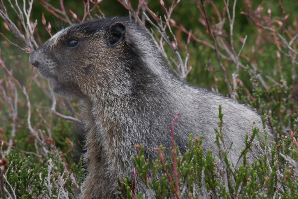 Meet the marvellous mountain marmot: Surprise company in the B.C ...