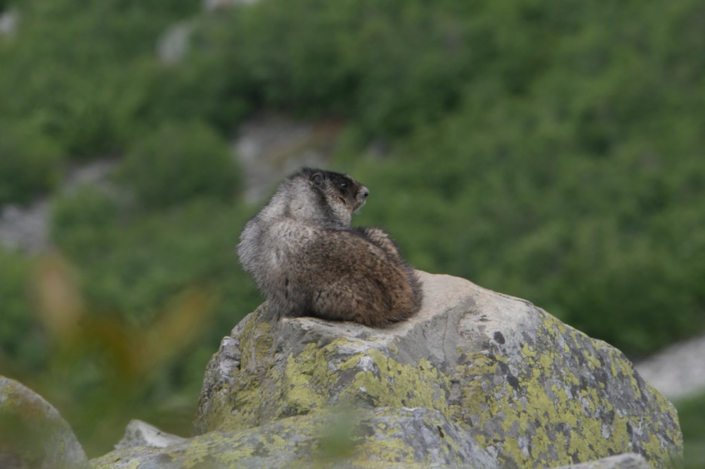Meet the marvellous mountain marmot: Surprise company in the B.C ...